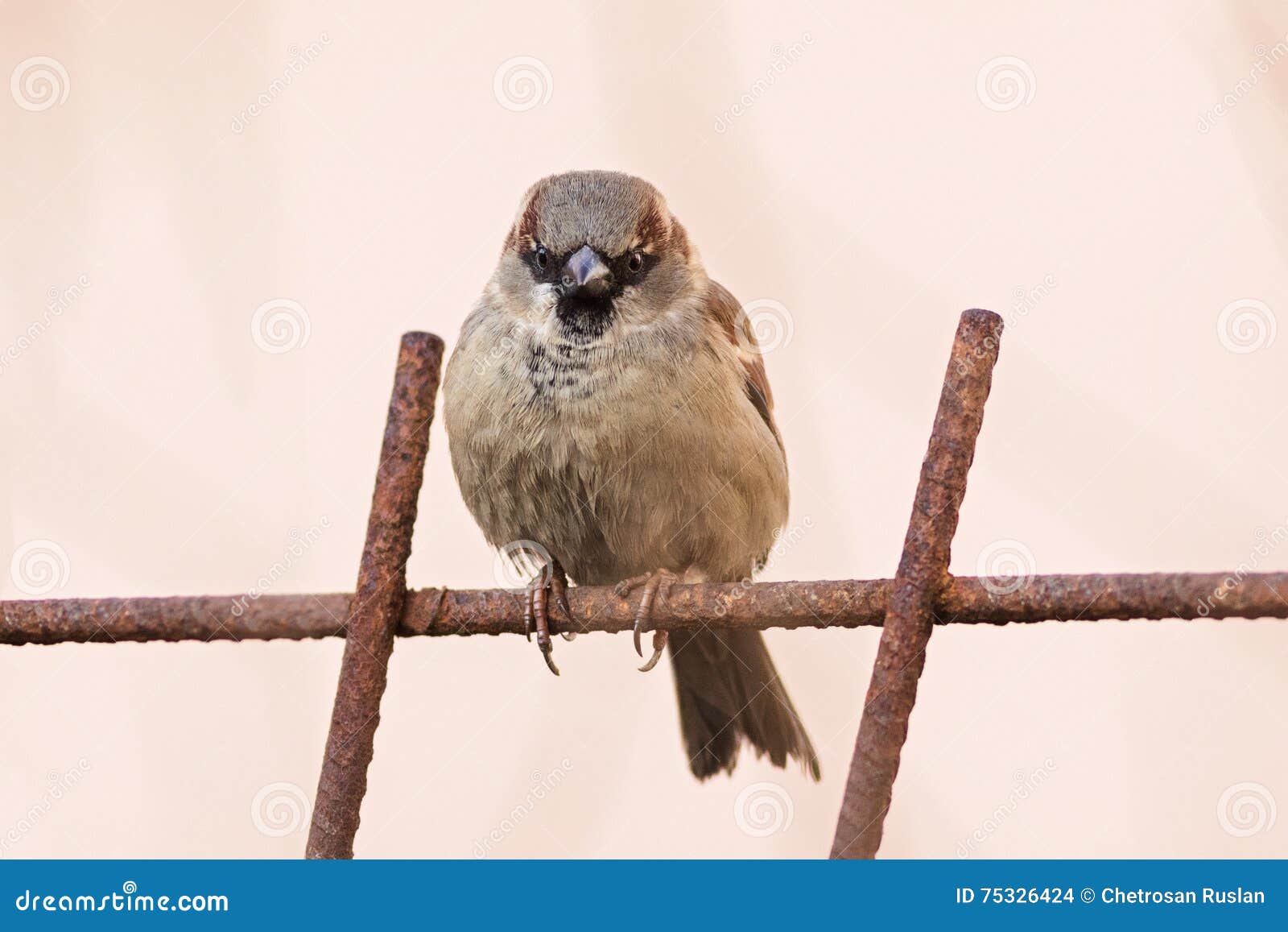 Angry Sparrow stock photo. Image of wild, wire, sitting - 75326424