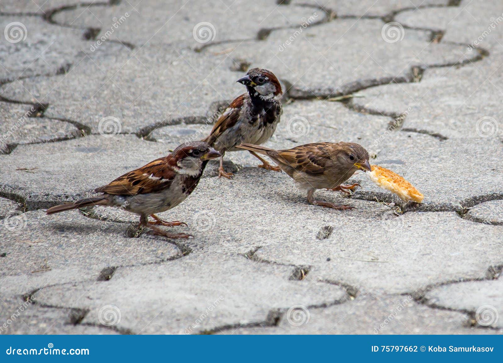 Sparrow Pecks Grain on the Footpath in the Park. Birds Stock Photo ...