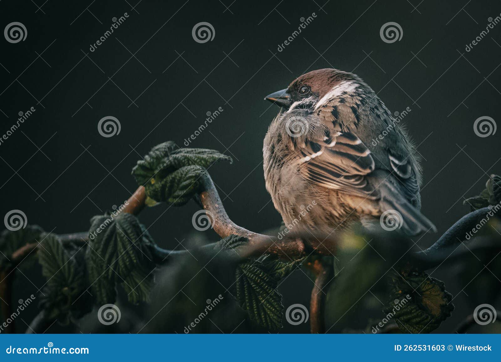 Sparrow Perched on a Tree Branch Stock Image - Image of nature, wild ...