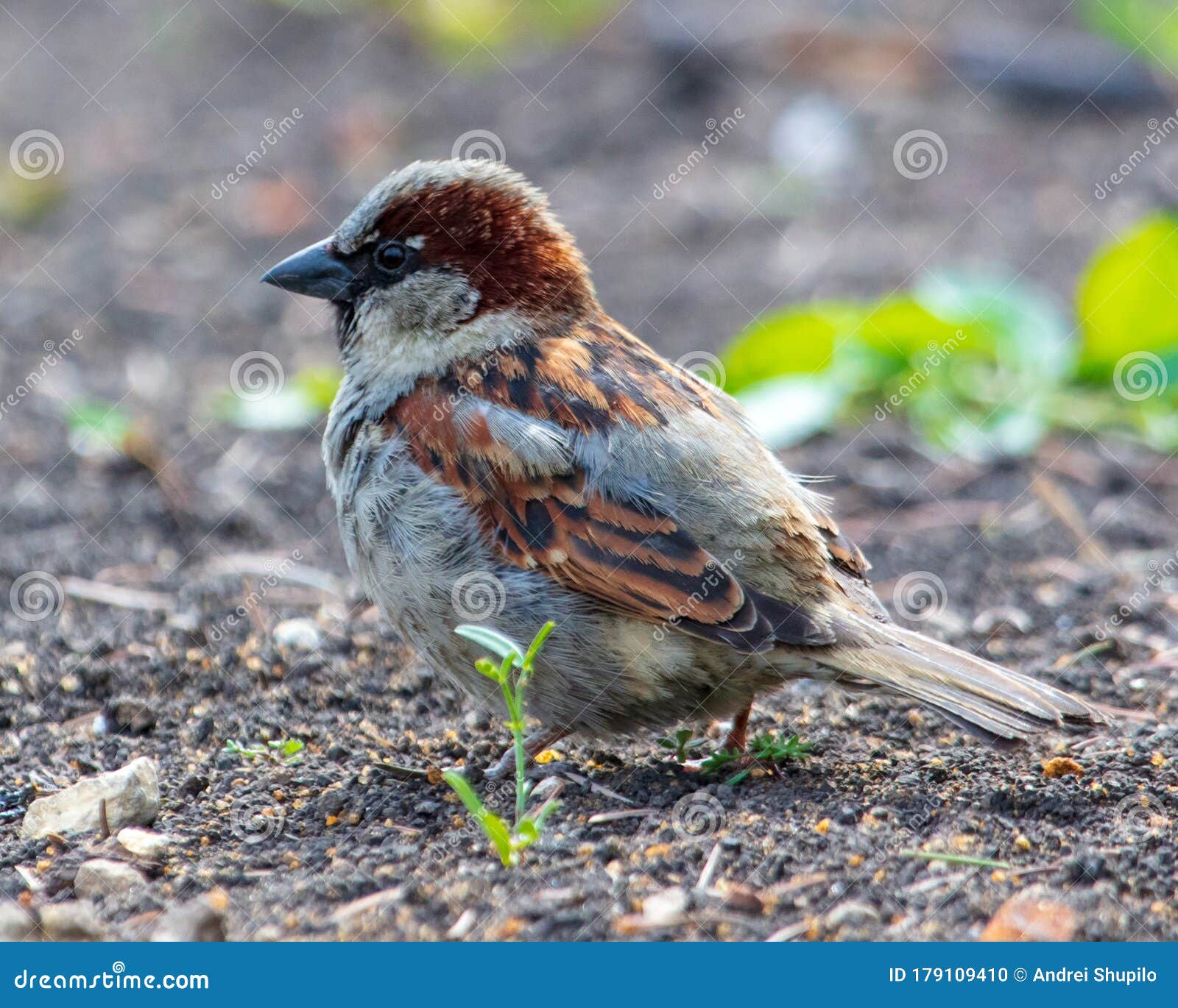 Sparrow Playing in the Ground in Nature Stock Photo - Image of nature ...