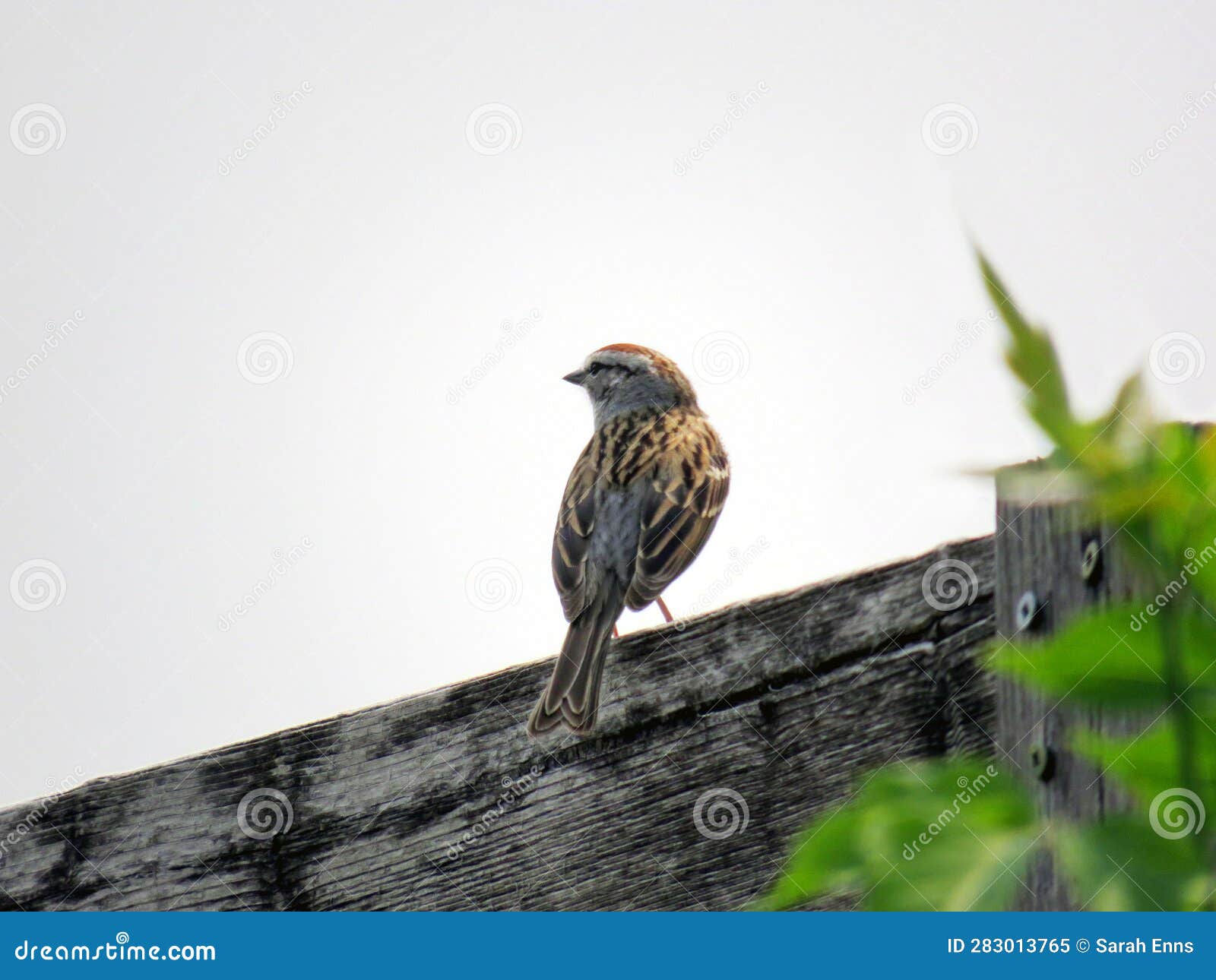 Look over your shoulder stock image. Image of wildlife - 283013765