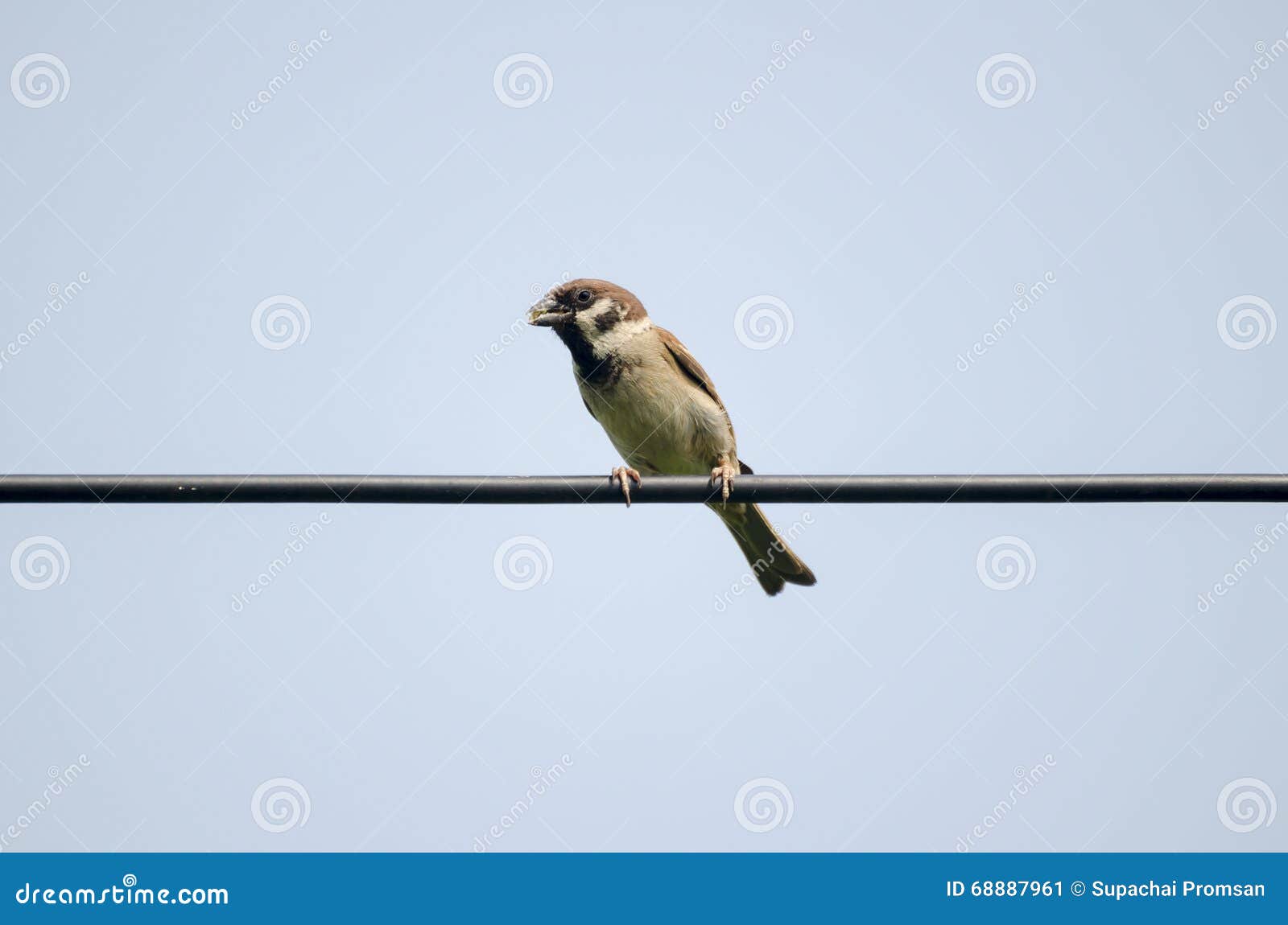 Sparrow on power lines stock image. Image of magpie, blackground - 68887961