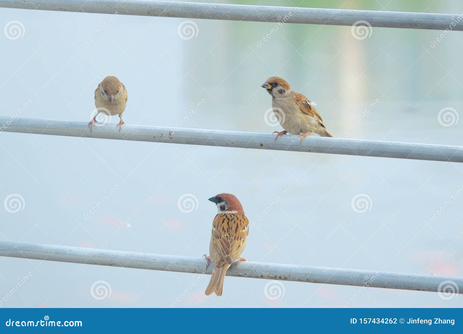 Sparrow on railing stock photo. Image of montanus, wild - 157434262