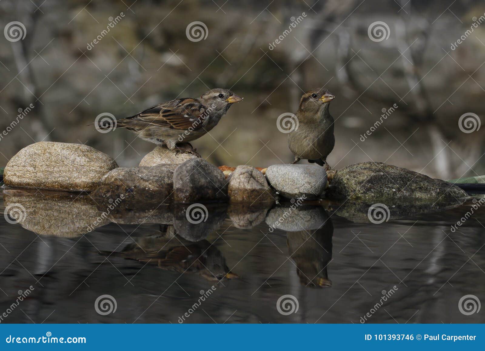 Sparrow Reflection Drinking Portrait Stock Photo - Image of black, behaviour: 101393746