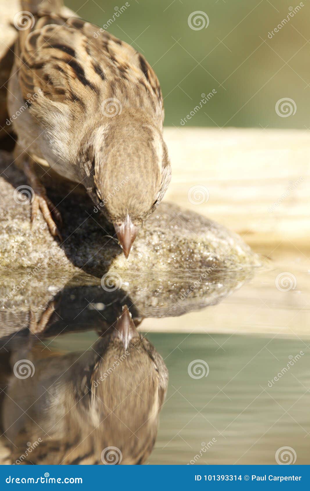 Sparrow Reflection Drinking Portrait Stock Photo - Image of edge, nature: 101393314