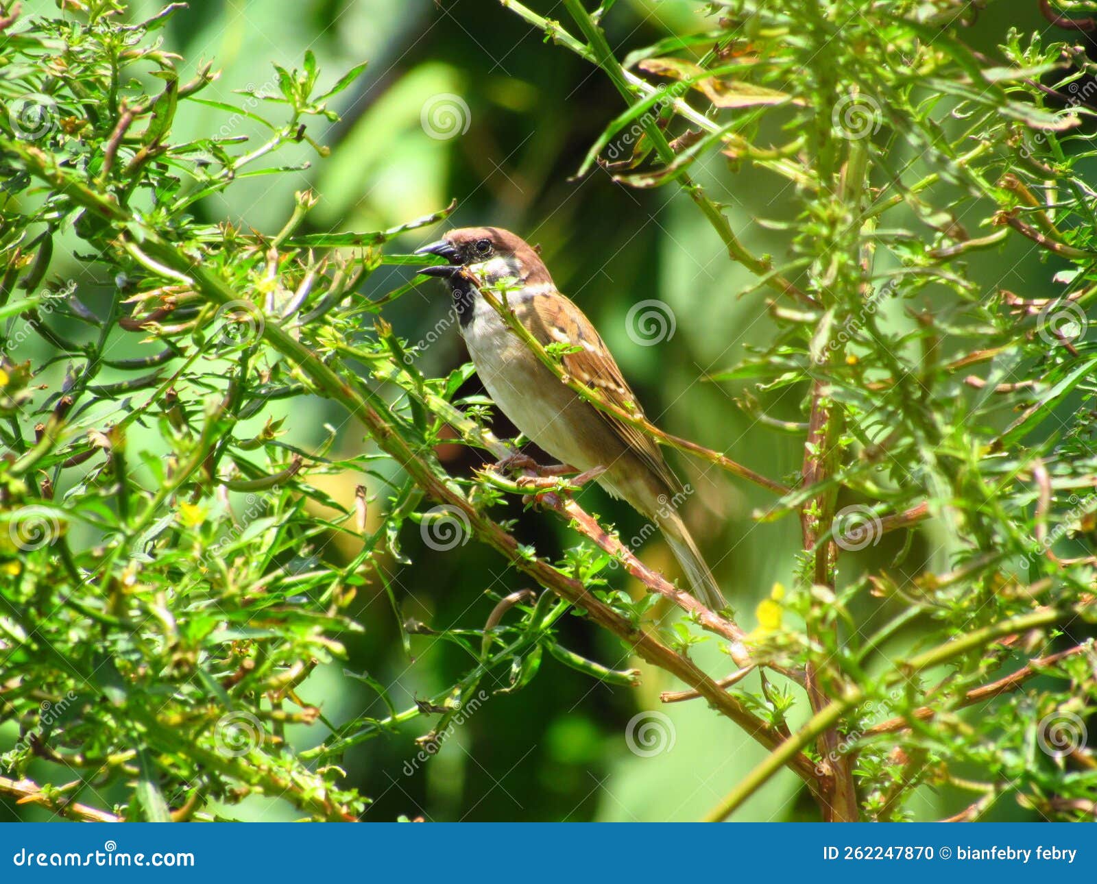 Sparrow Relaxed on the Stemï¿¼ Stock Photo - Image of relaxed, sparrow ...