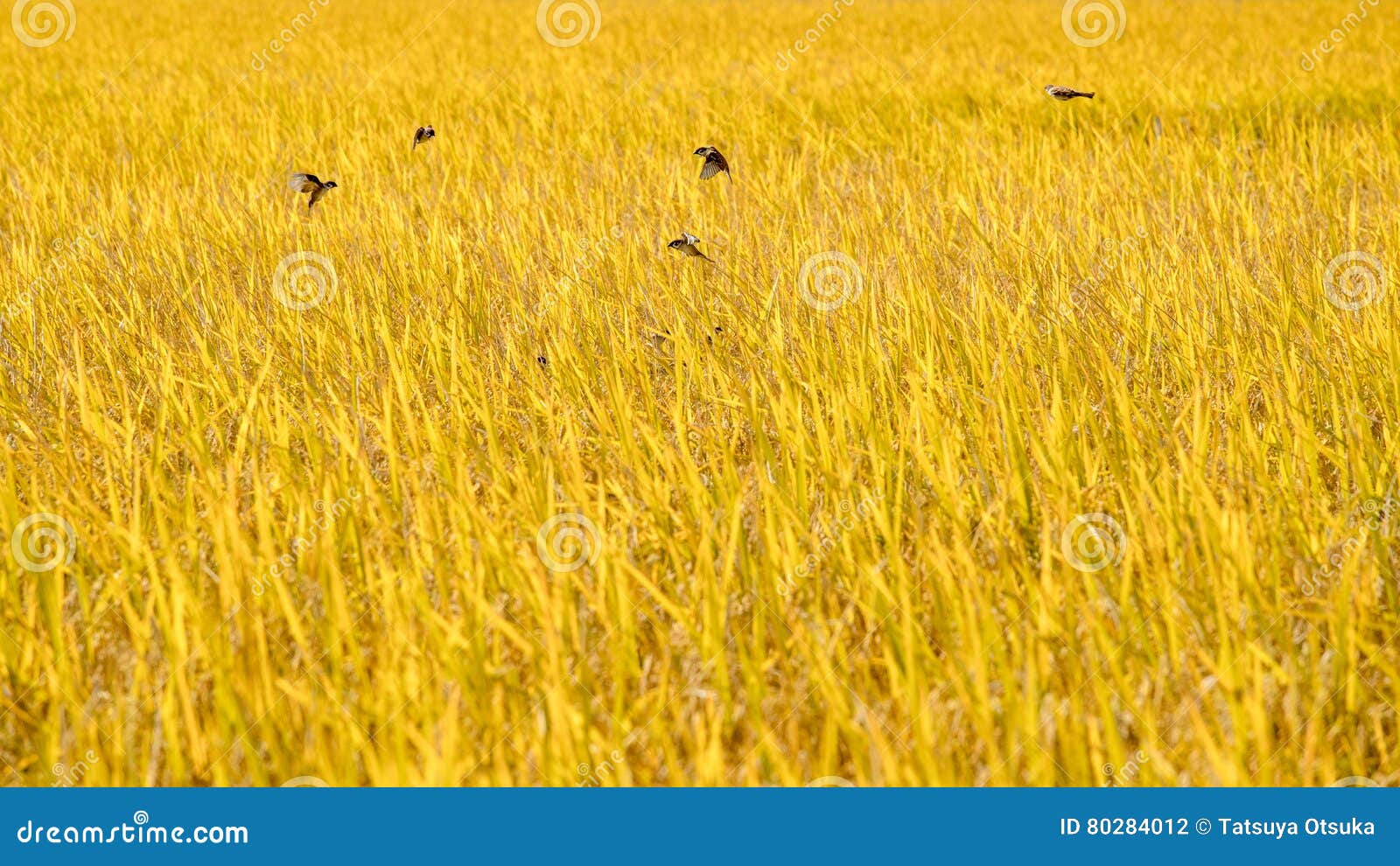 Sparrow in rice field stock photo. Image of field, fall - 80284012