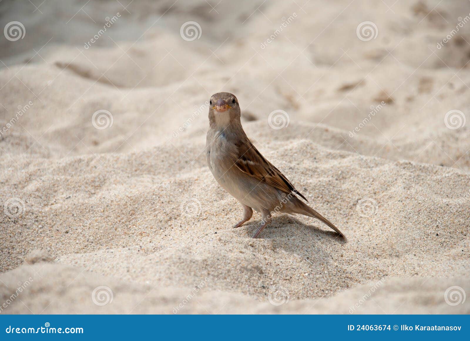 Sparrow on the sand stock photo. Image of aves, male - 24063674