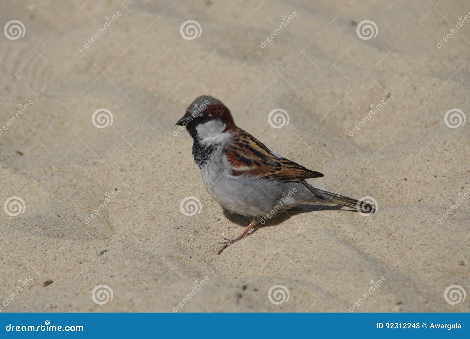 Sparrow on sand stock photo. Image of house, wild, domesticus - 92312248
