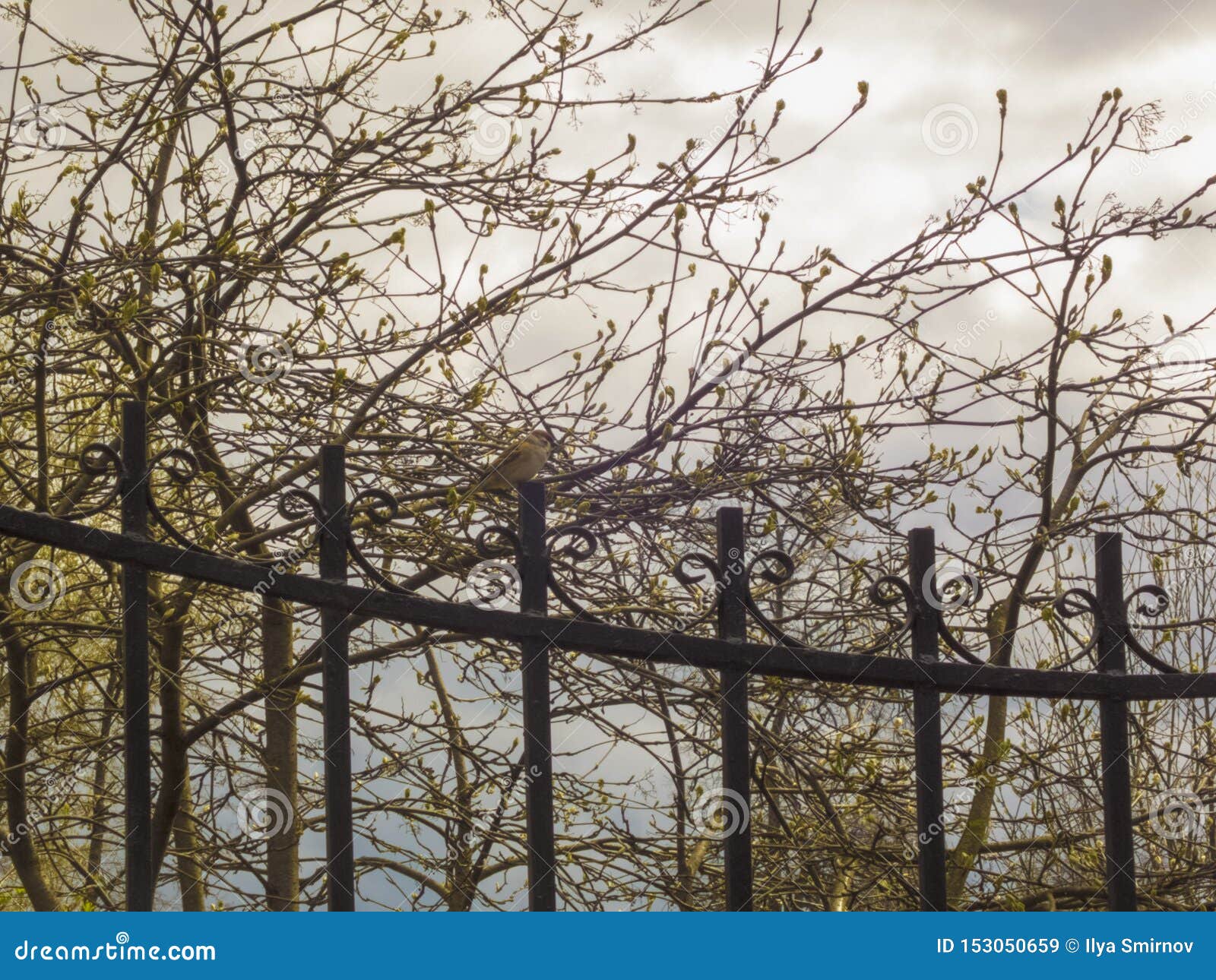 A Sparrow Sits on a Fence in Early Spring Stock Image - Image of early ...