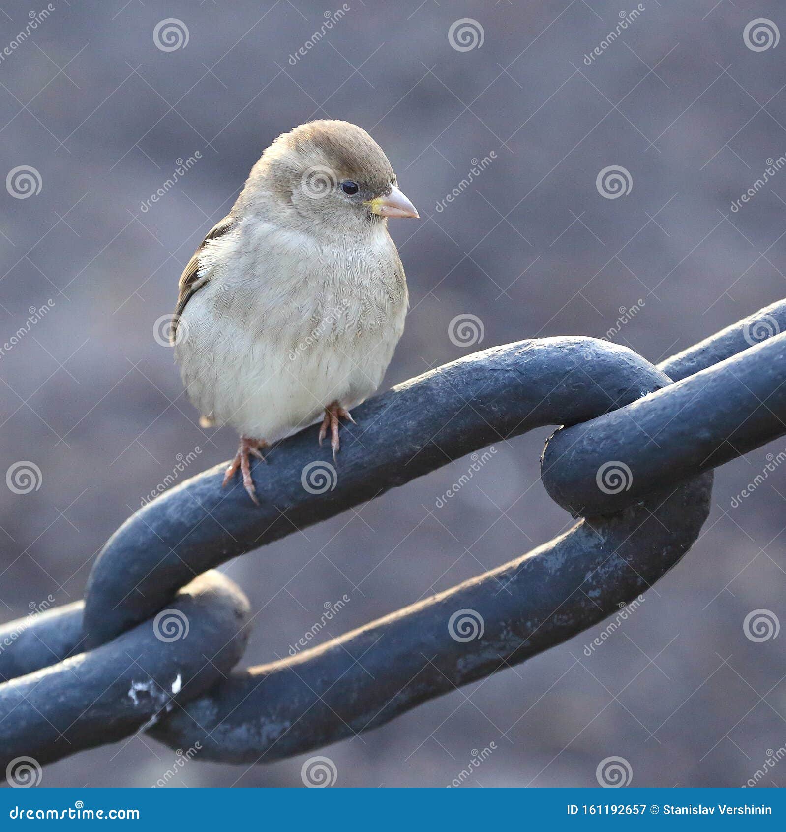 Sparrow Sits on the Link of a Large Cast Iron Chain Stock Image - Image ...