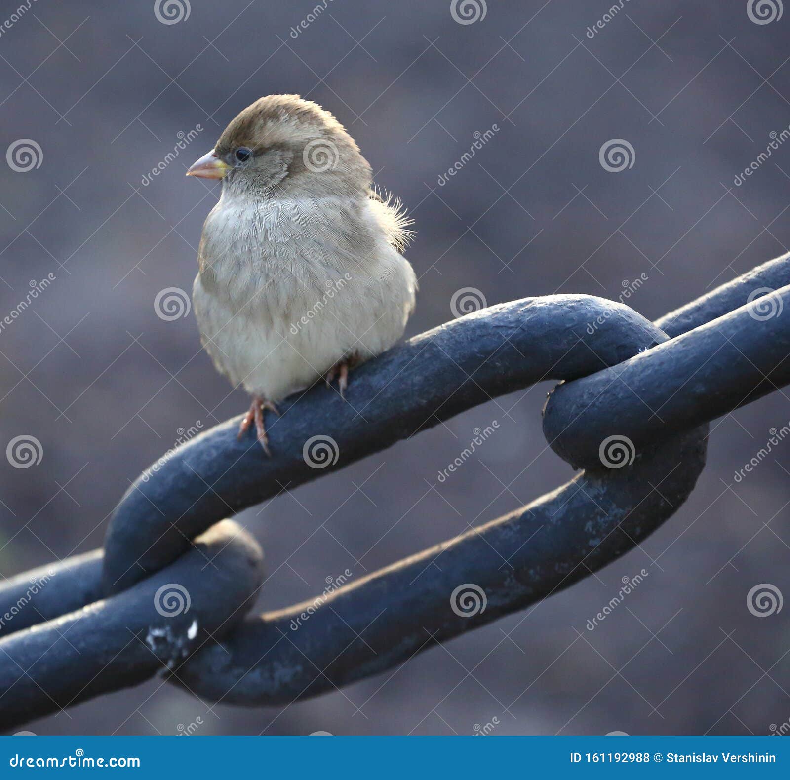 Sparrow Sits on the Link of a Large Cast Iron Chain Stock Photo - Image ...