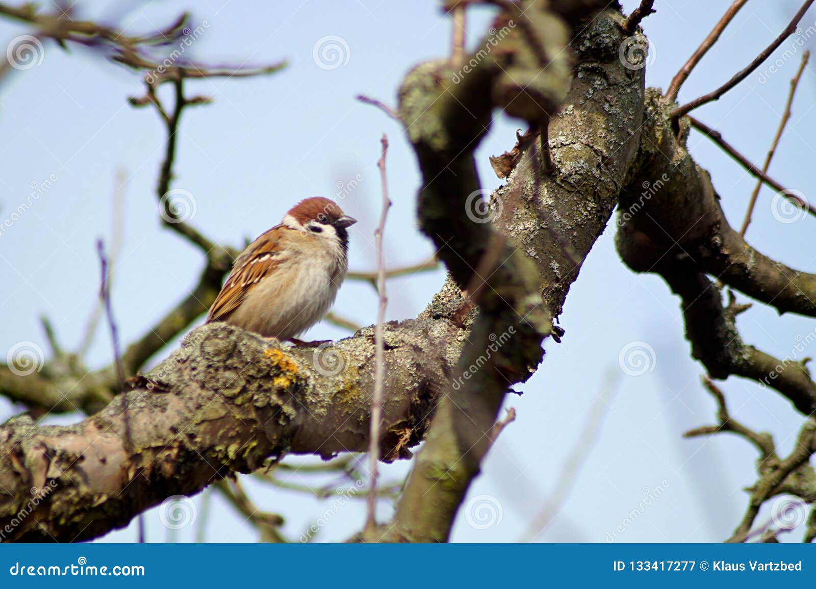 Sparrow sitting on a Bench stock image. Image of berlin - 133417277