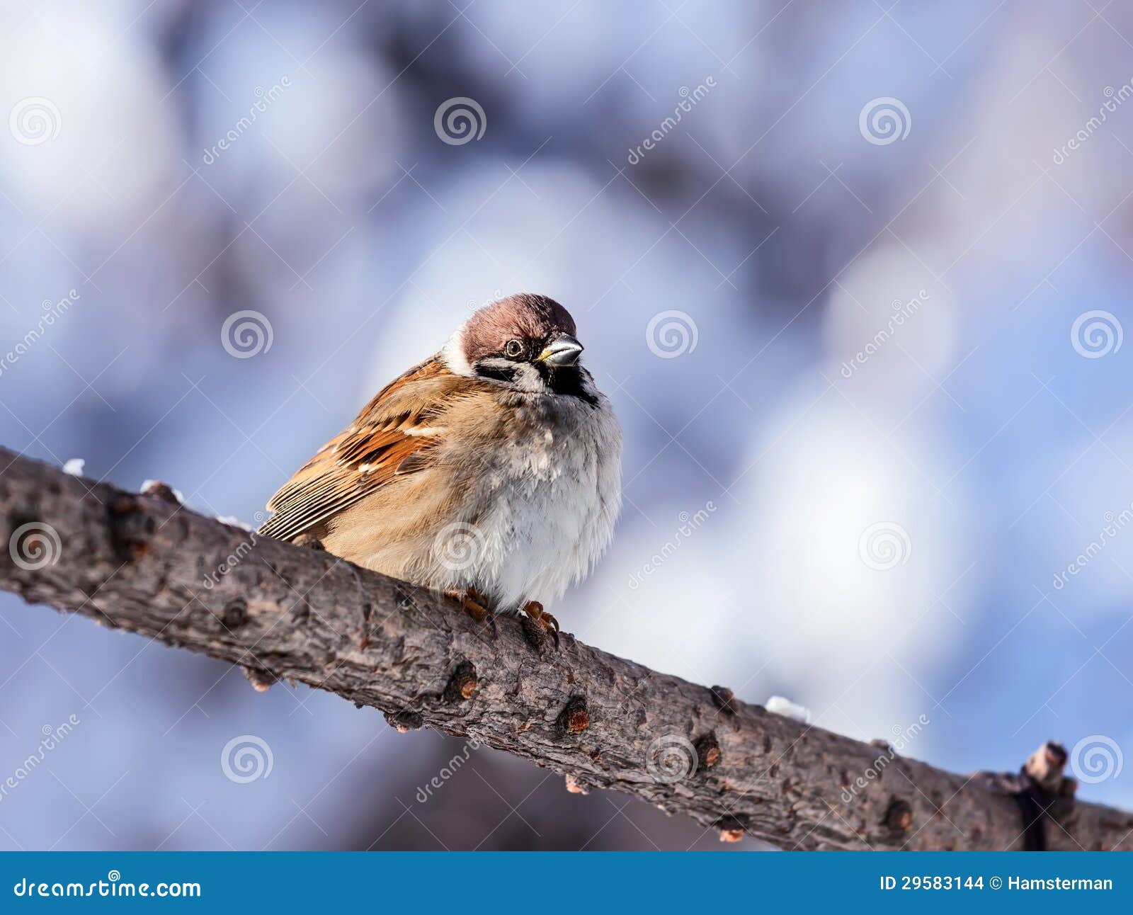 Sparrow sitting on branch stock photo. Image of snowy - 29583144