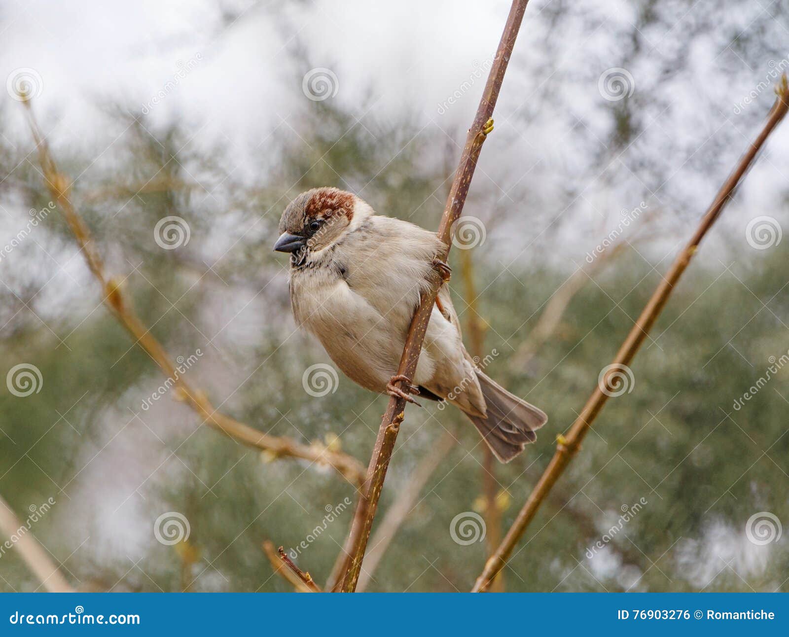 Sparrow sitting on branch stock photo. Image of sitting - 76903276