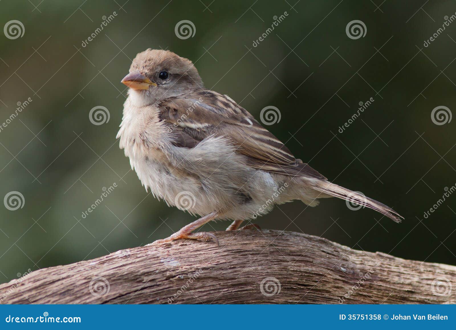 Sparrow Sitting on a Branch Stock Photo - Image of season, green: 35751358