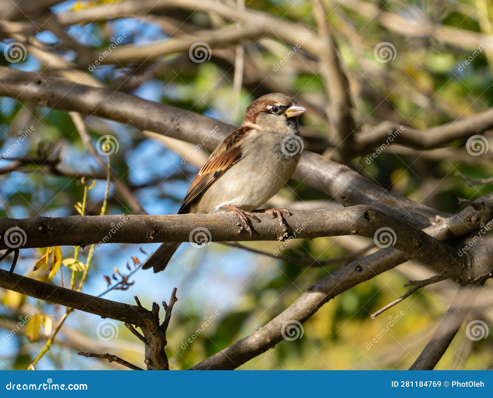 Sparrow Sitting on a Branch Stock Image - Image of sparrow, branch ...