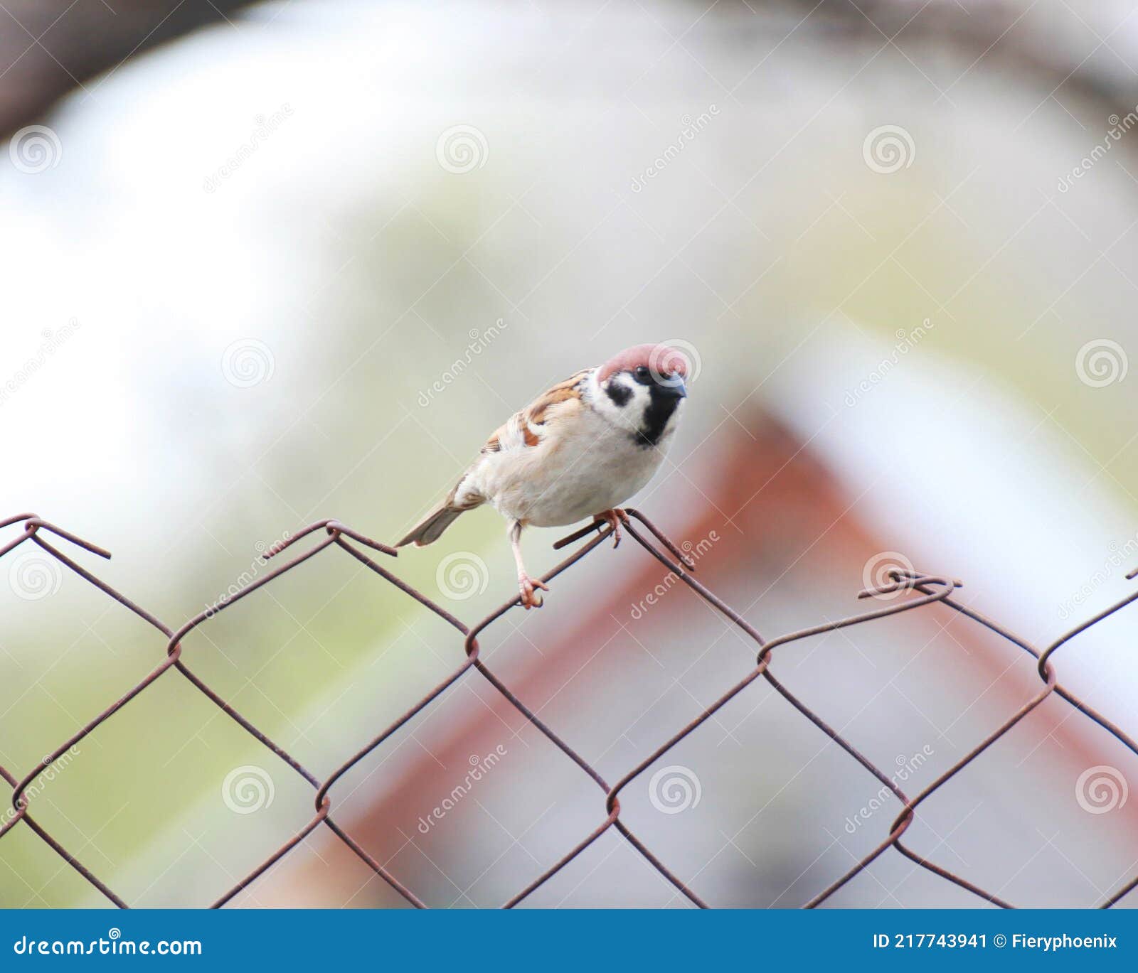 Sparrow Sitting on a Chain Link, Close-up Stock Image - Image of ...