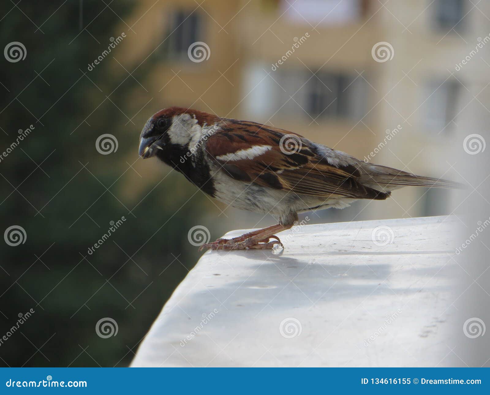Sparrow Sitting on the Eaves Stock Image - Image of sitting, summer ...