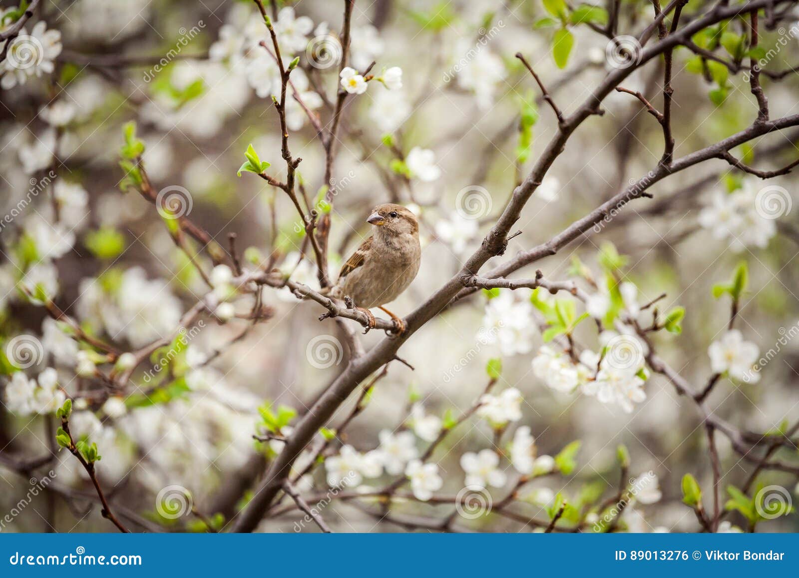 Sparrow Sitting on a Flowering Tree, Sparrow in the Spring Gard Stock ...