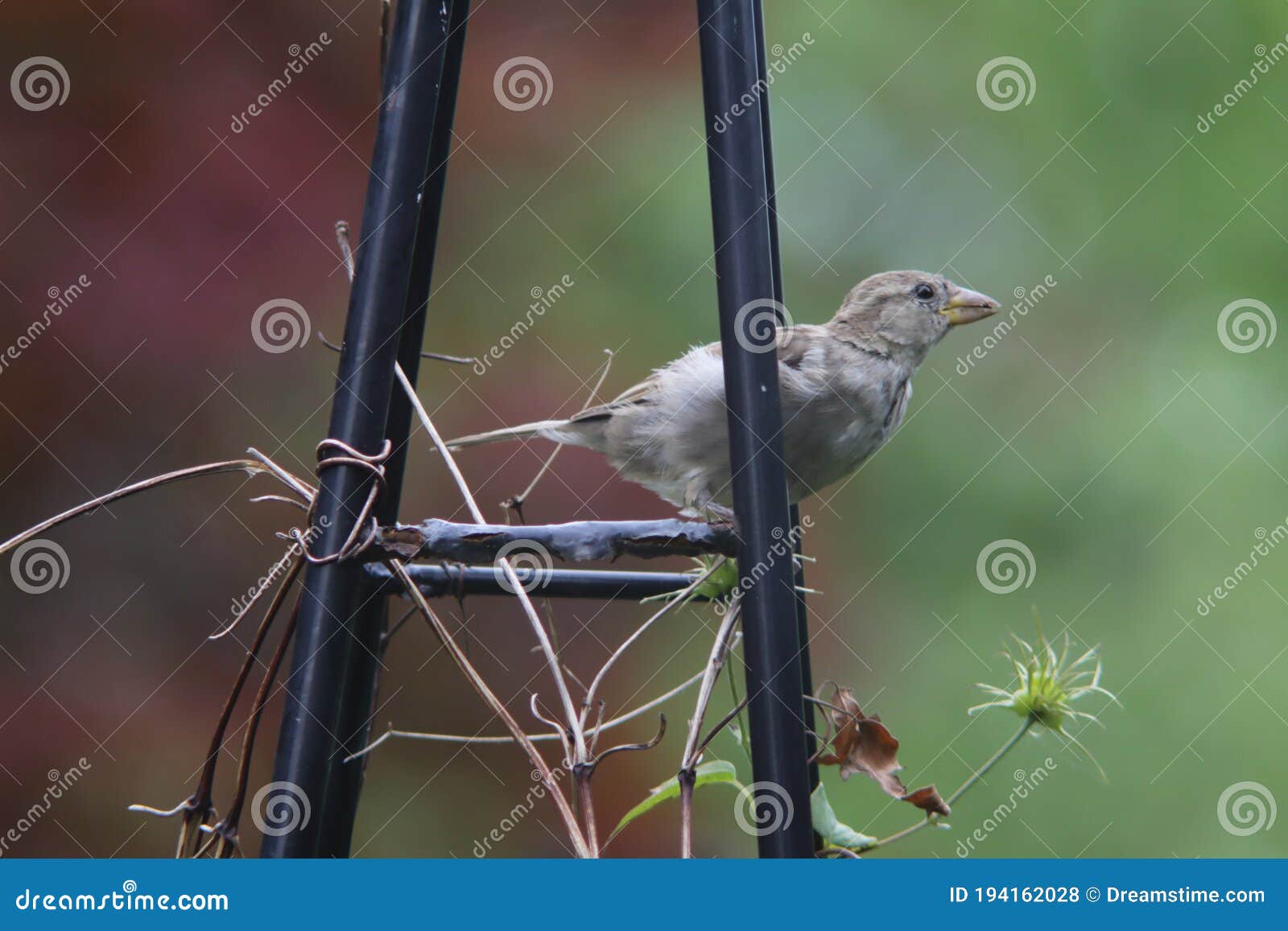 Sparrow Sitting on the Plant Support Stock Photo - Image of wings ...