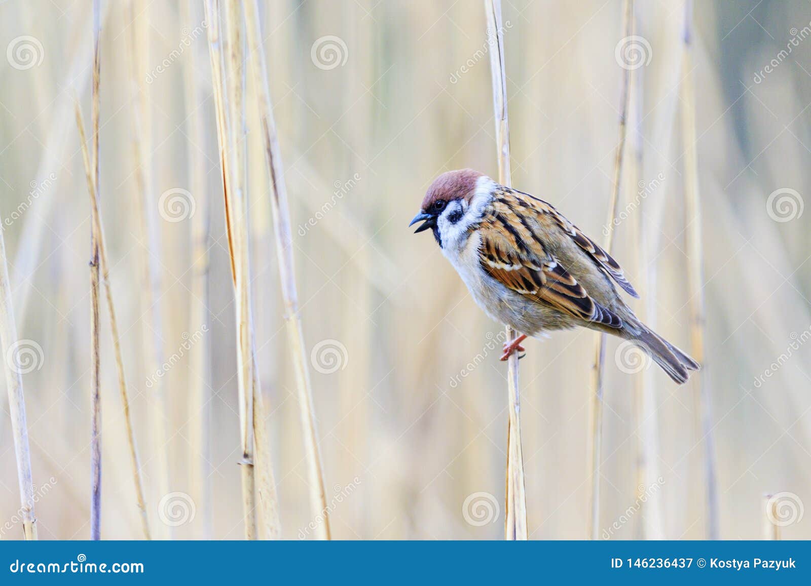 Sparrow sitting on a reed stock image. Image of eurasian - 146236437