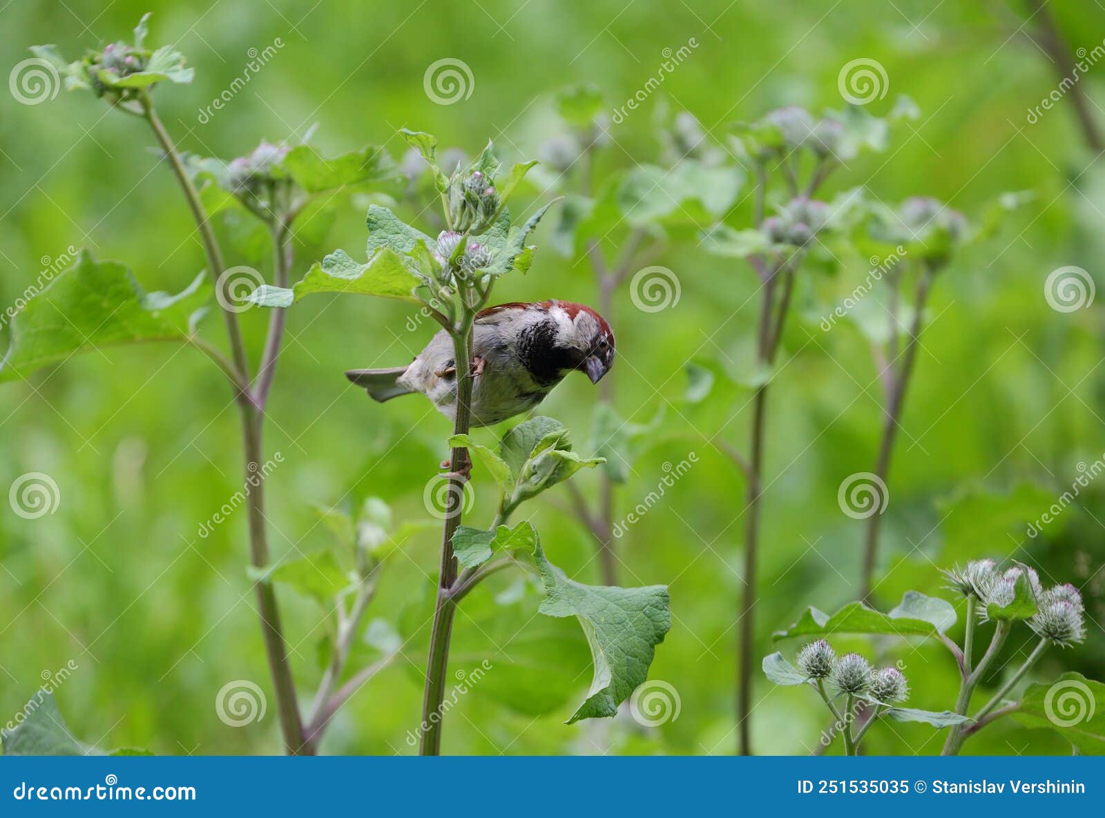 Sparrow is Sitting on a Thistle Stalk Stock Image - Image of wild ...