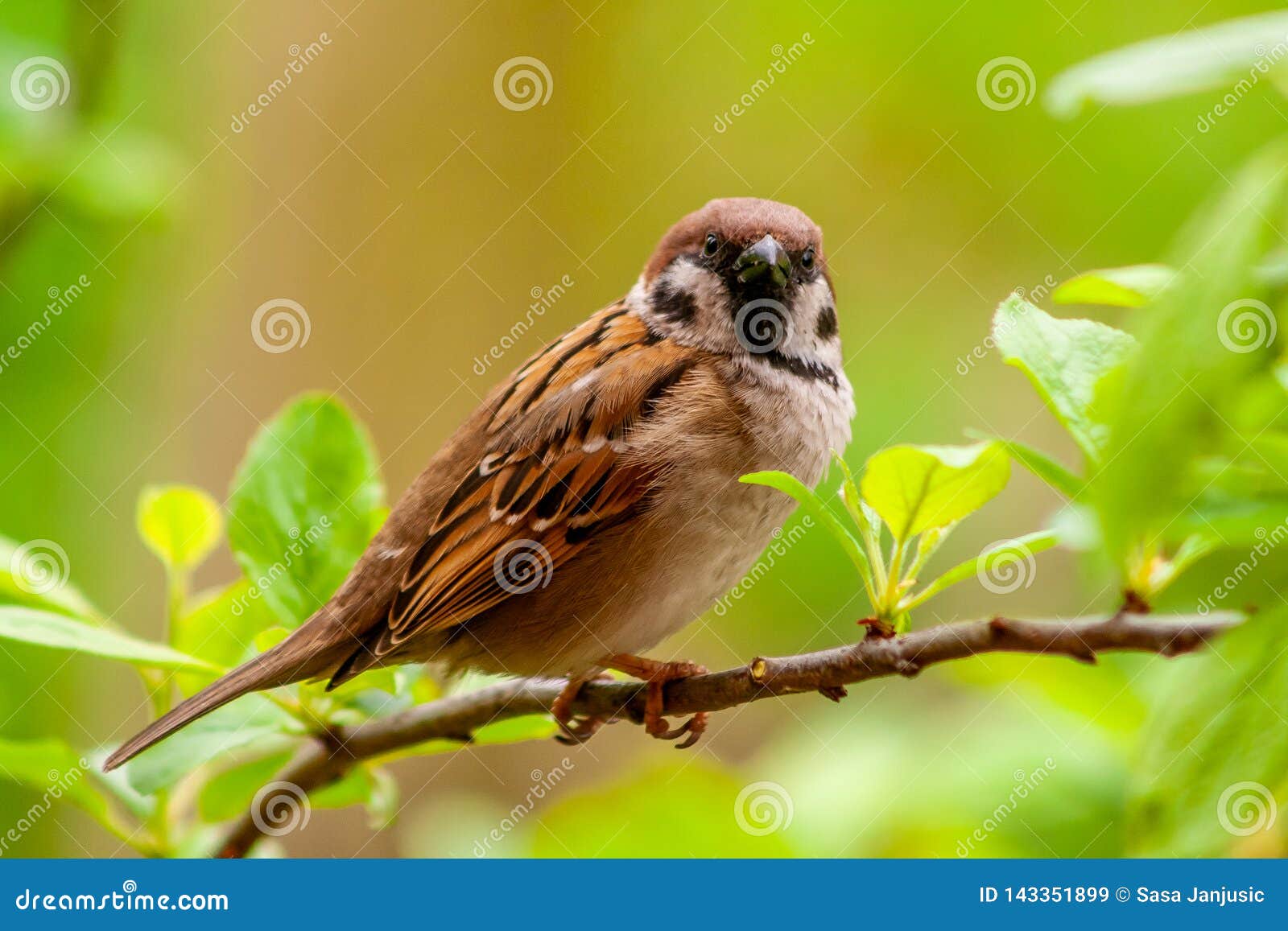 Sparrow Sitting on the Tree Stock Image - Image of sparrow, wild: 143351899