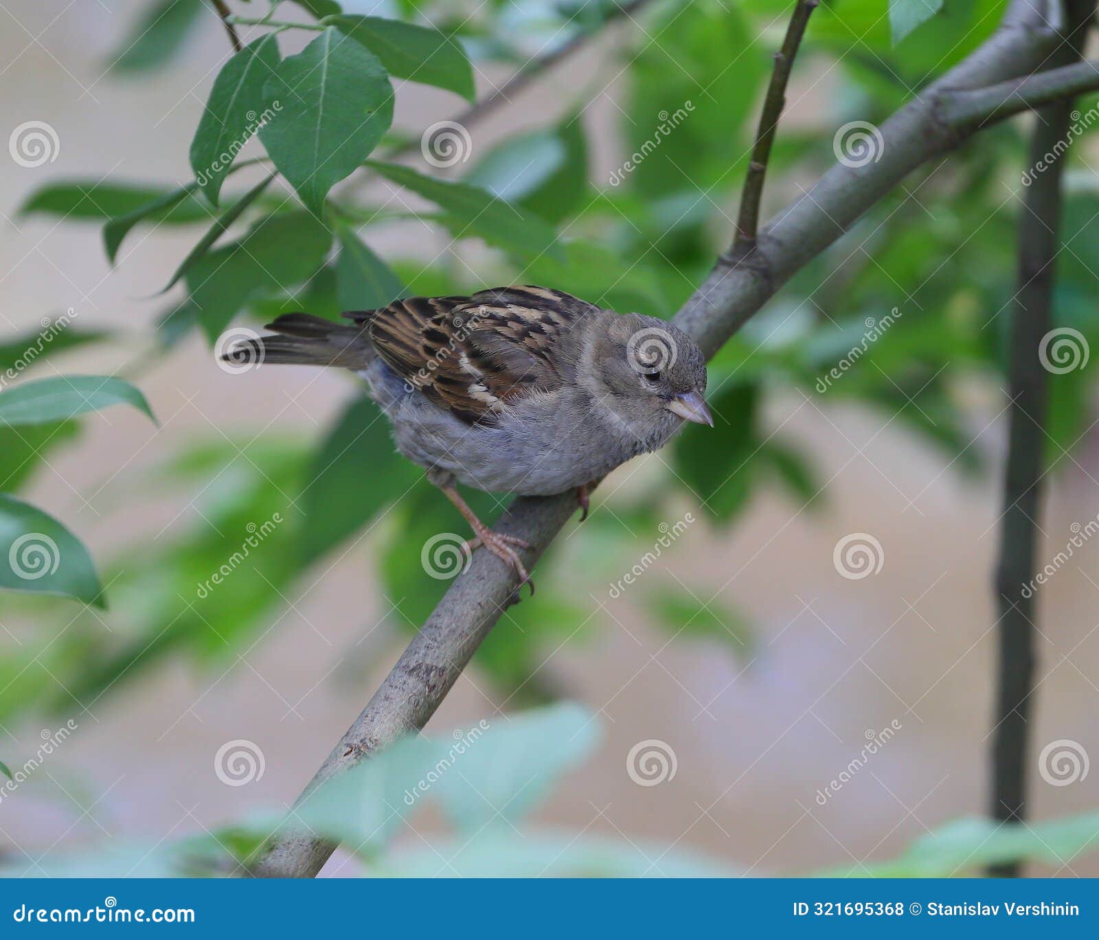 Sparrow Sitting on a Tree Branch Stock Photo - Image of brown ...