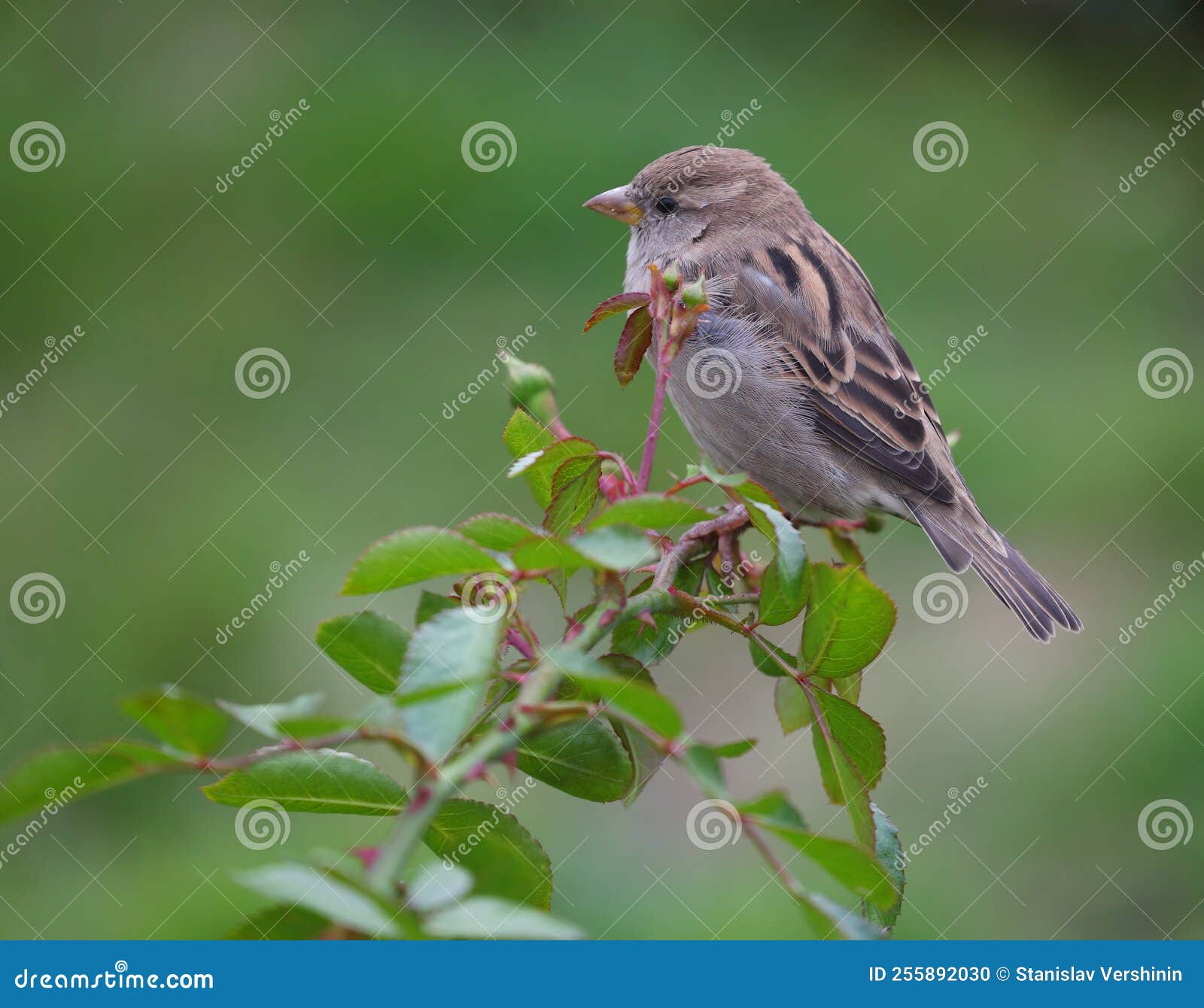 Sparrow is Sitting on a Tree Branch Stock Photo - Image of green ...