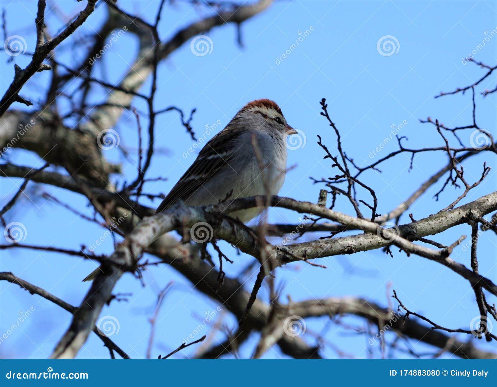 A Sparrow Sitting on a Tree Limb Against the Blue Sky Stock Photo ...