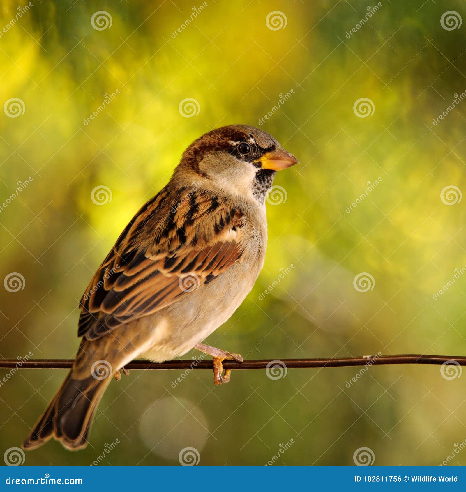 Sparrow Sitting on a Wire on a Beautiful Background Stock Photo - Image ...