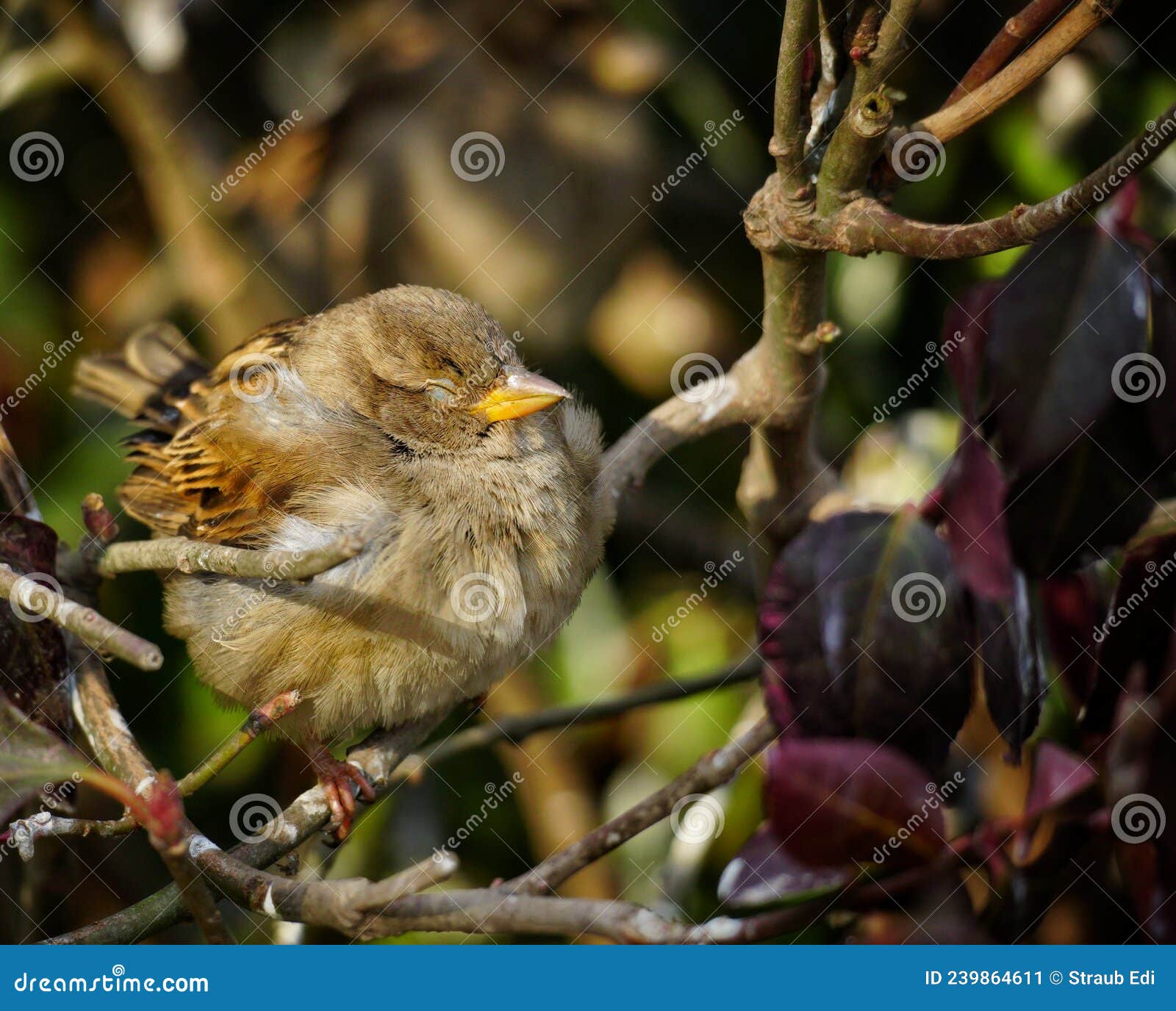 Sparrow Sleeping in the Bushes Stock Image - Image of wildlife, insect ...