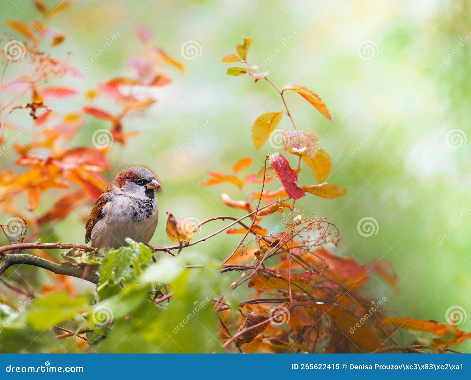 Inside A Tree Royalty-Free Stock Photography | CartoonDealer.com #11187941