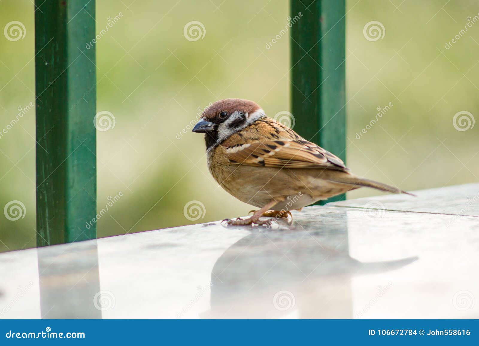 A sparrow stock photo. Image of passer, villages, lying - 106672784