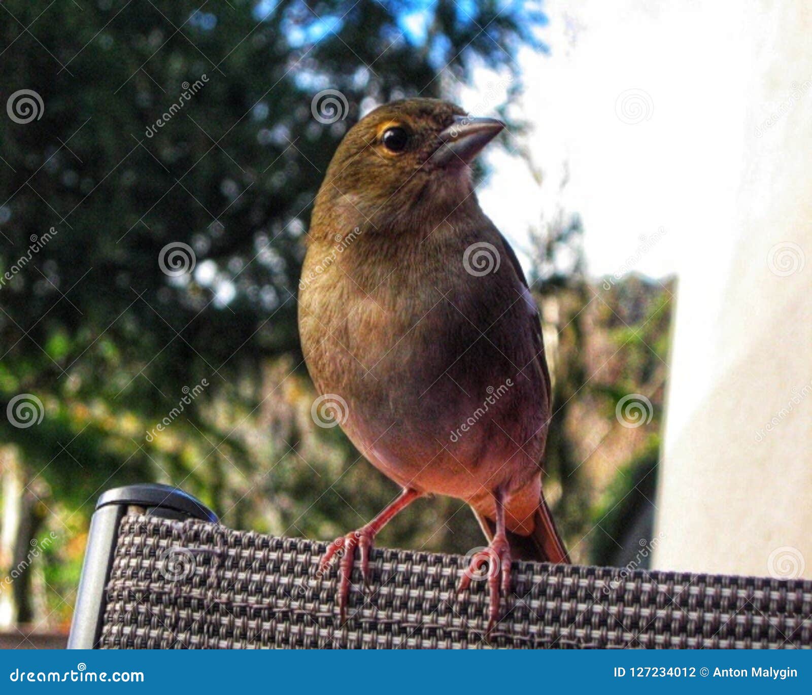 Sparrow stock photo. Image of chair, belly, sitting - 127234012