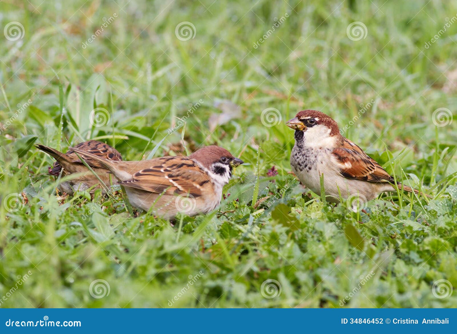 Sparrow stock photo. Image of feathers, water, sparrow - 34846452