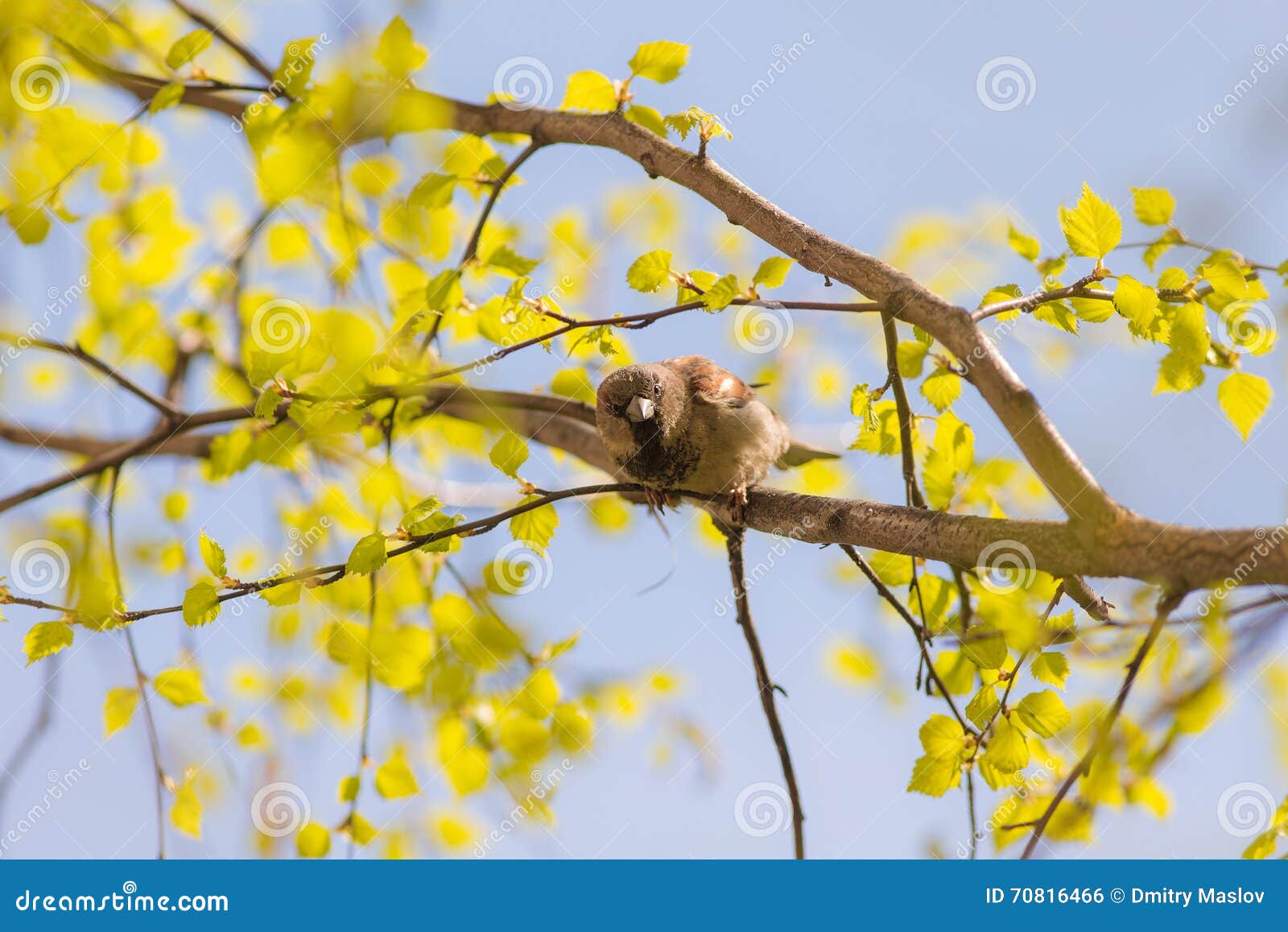 Sparrow in spring stock photo. Image of animals, tree - 70816466