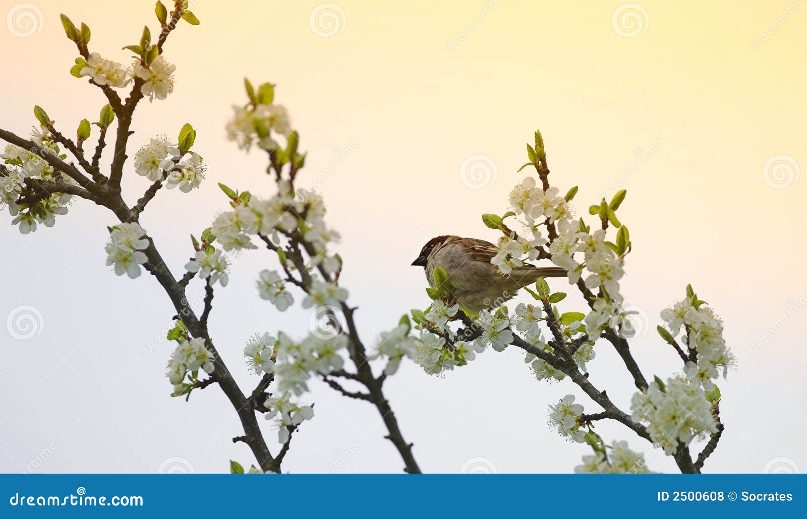 Sparrow on spring flowers stock photo. Image of petal - 2500608