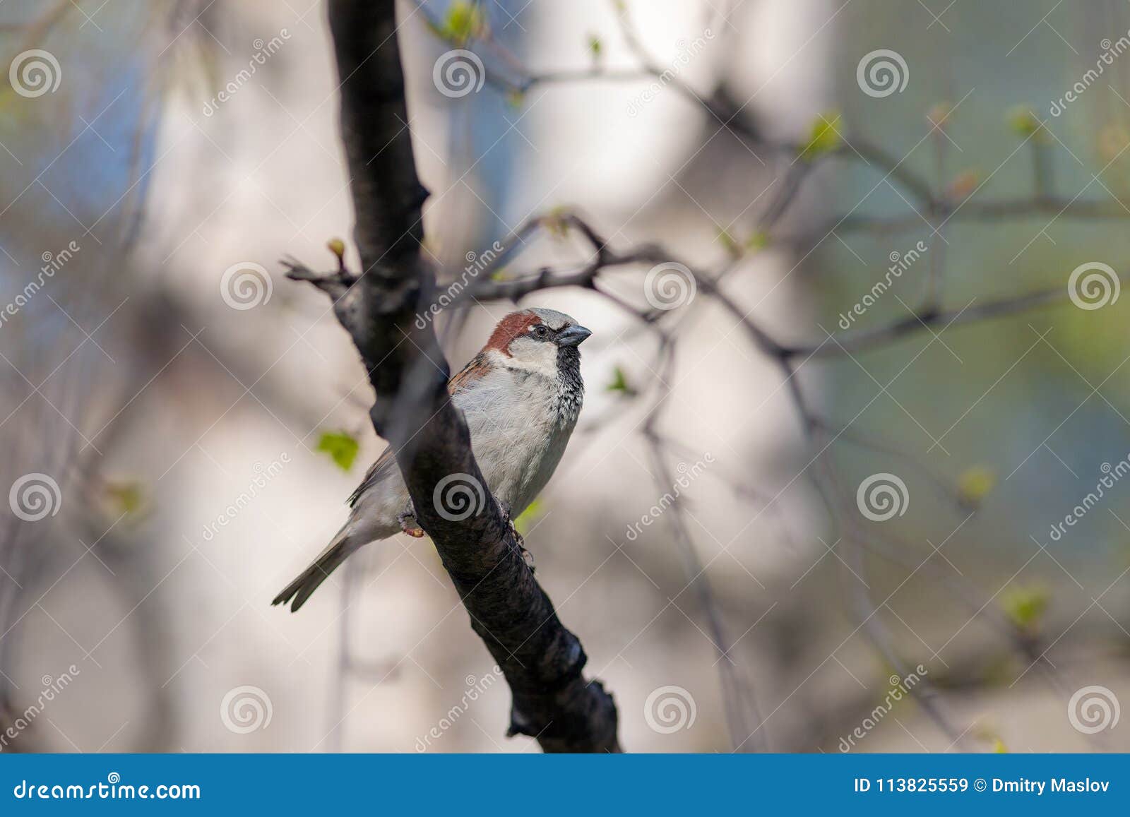 Sparrow on a spring tree stock image. Image of tree - 113825559