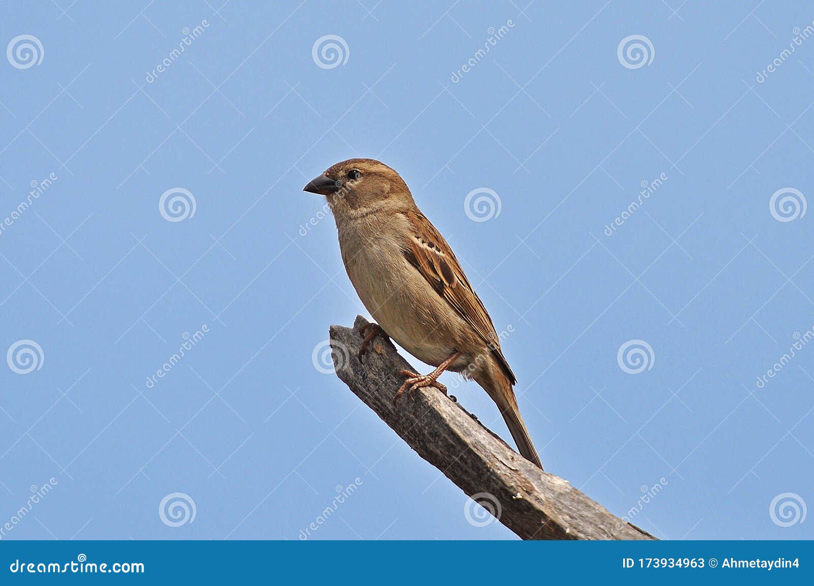 Sparrow Standing on a Branch Stock Image - Image of standing, mountain ...