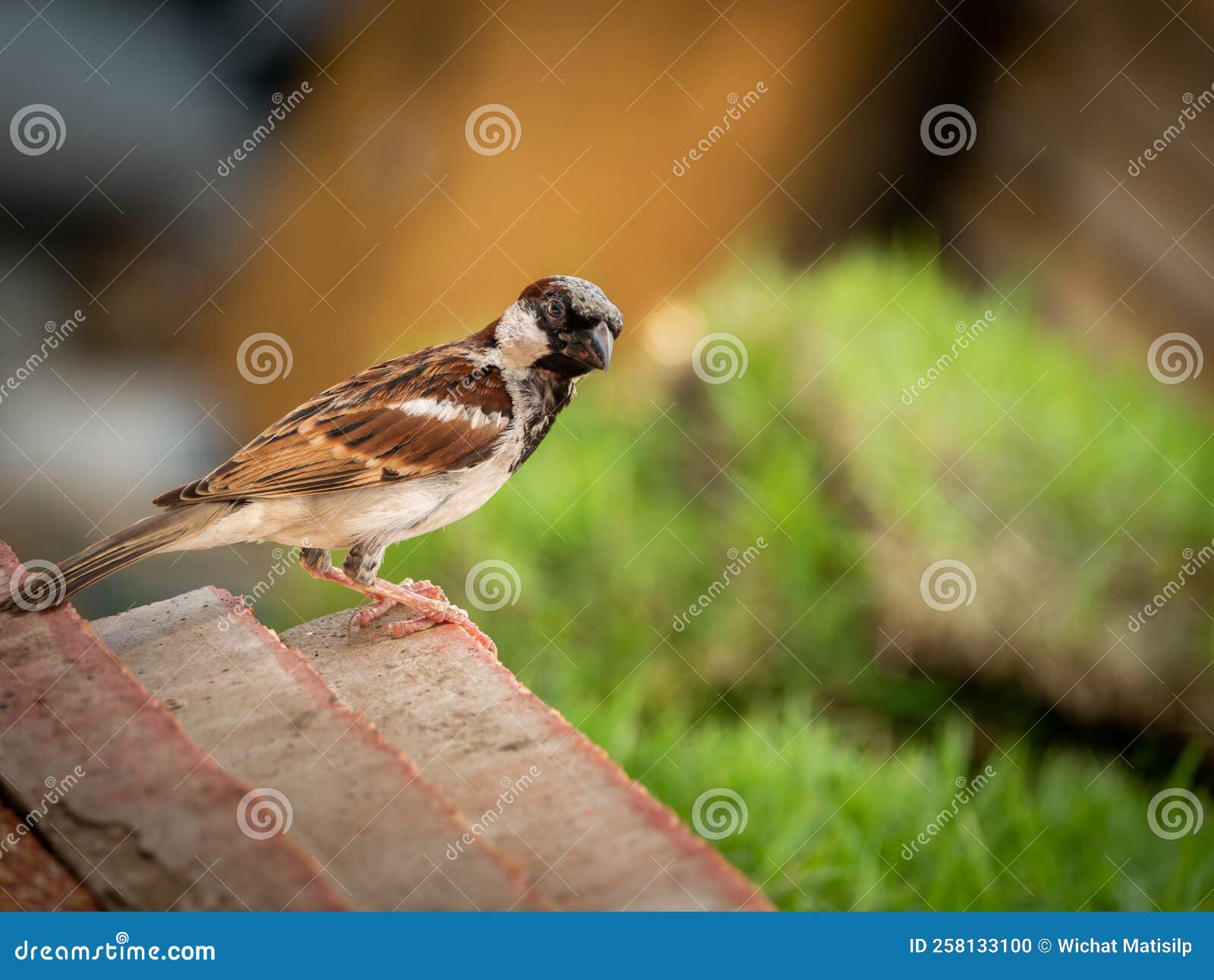Sparrow Standing Calmly stock photo. Image of bird, beautiful - 258133100