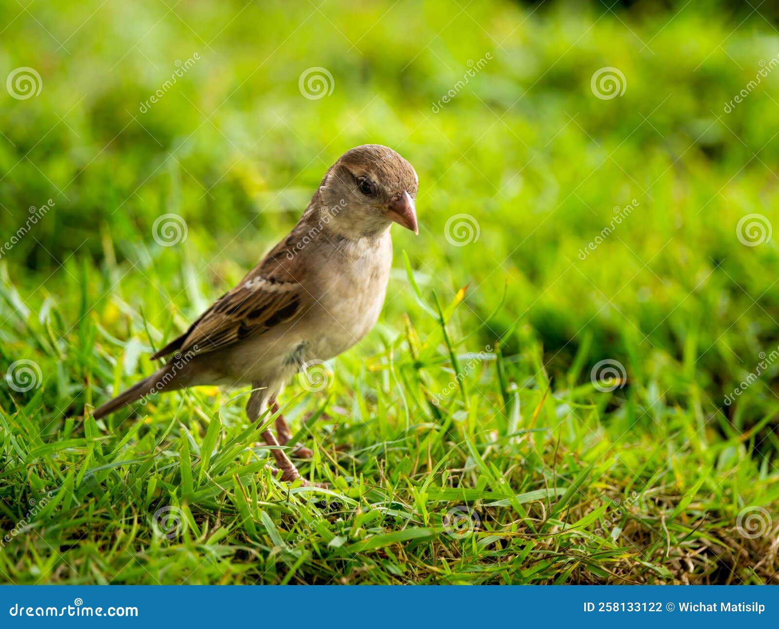 Sparrow Standing Calmly on the Grass Stock Photo - Image of cute ...