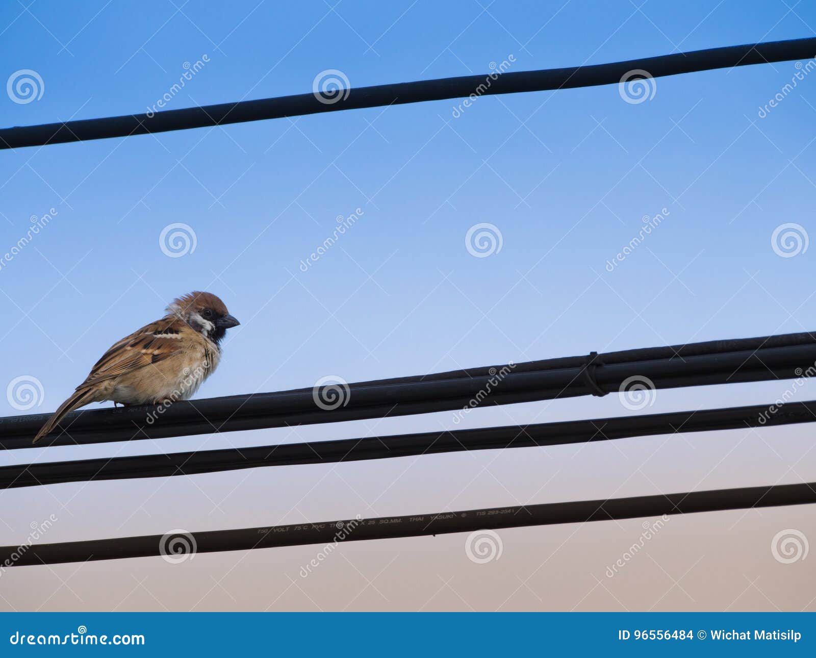 Sparrow Standing on Fur on the Line Stock Photo - Image of black ...