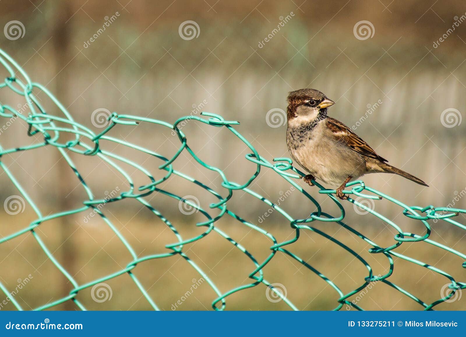 Sparrow Standing on Green Wire Stock Image - Image of close, fence ...