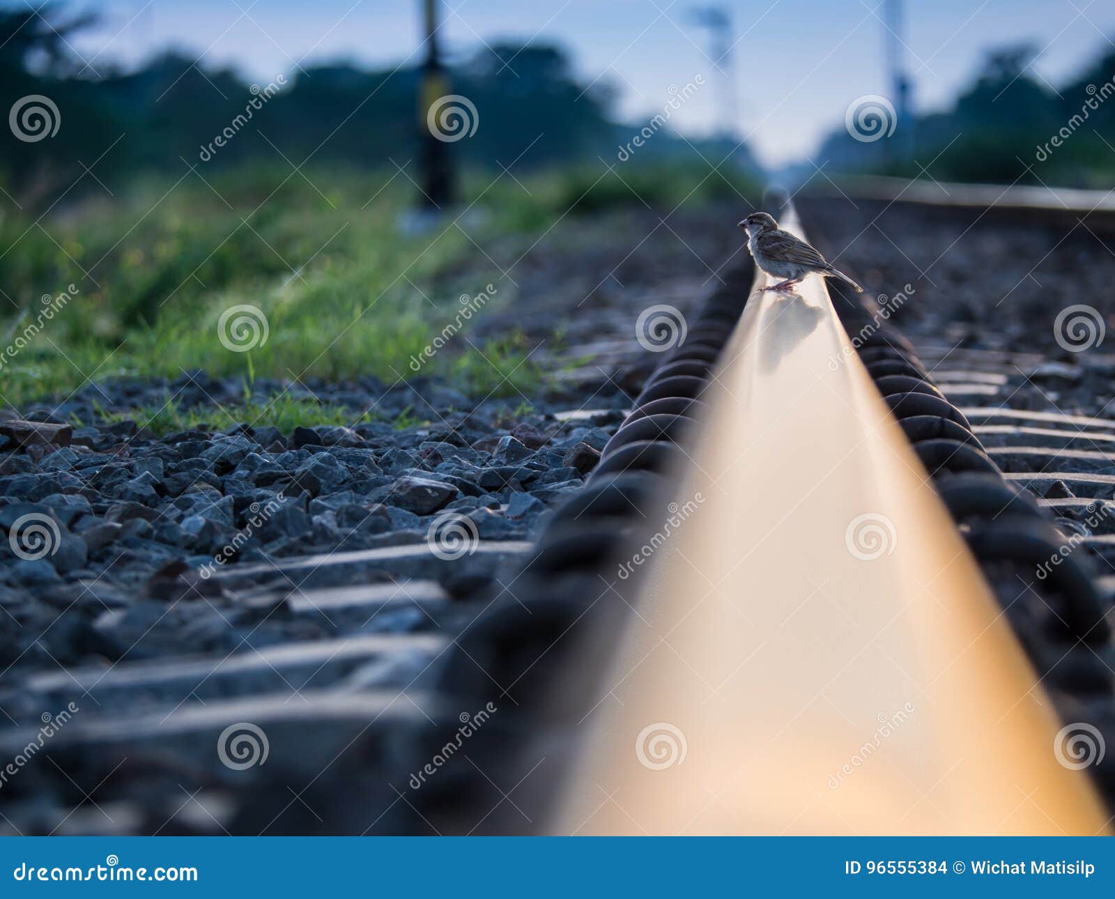 Sparrow Standing on a Railroad Track Stock Photo - Image of iron, cute ...