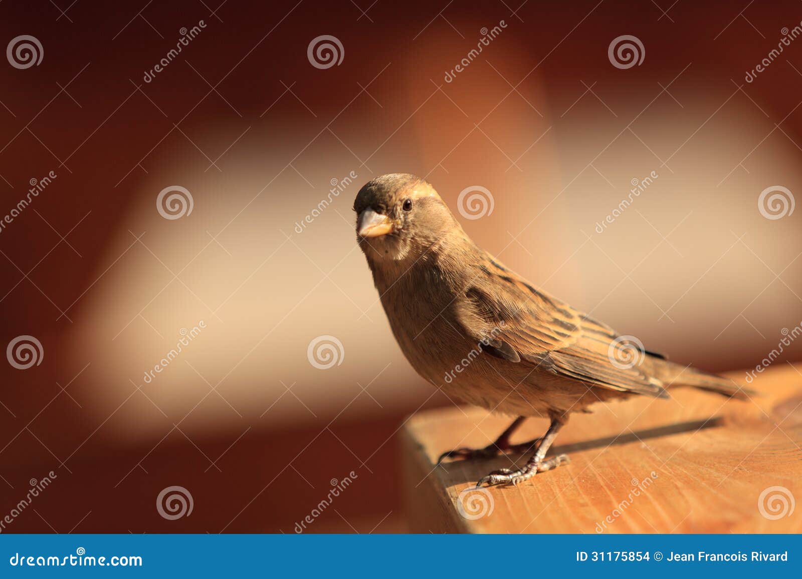 Sparrow Standing on a Table Stock Photo - Image of beak, feather: 31175854