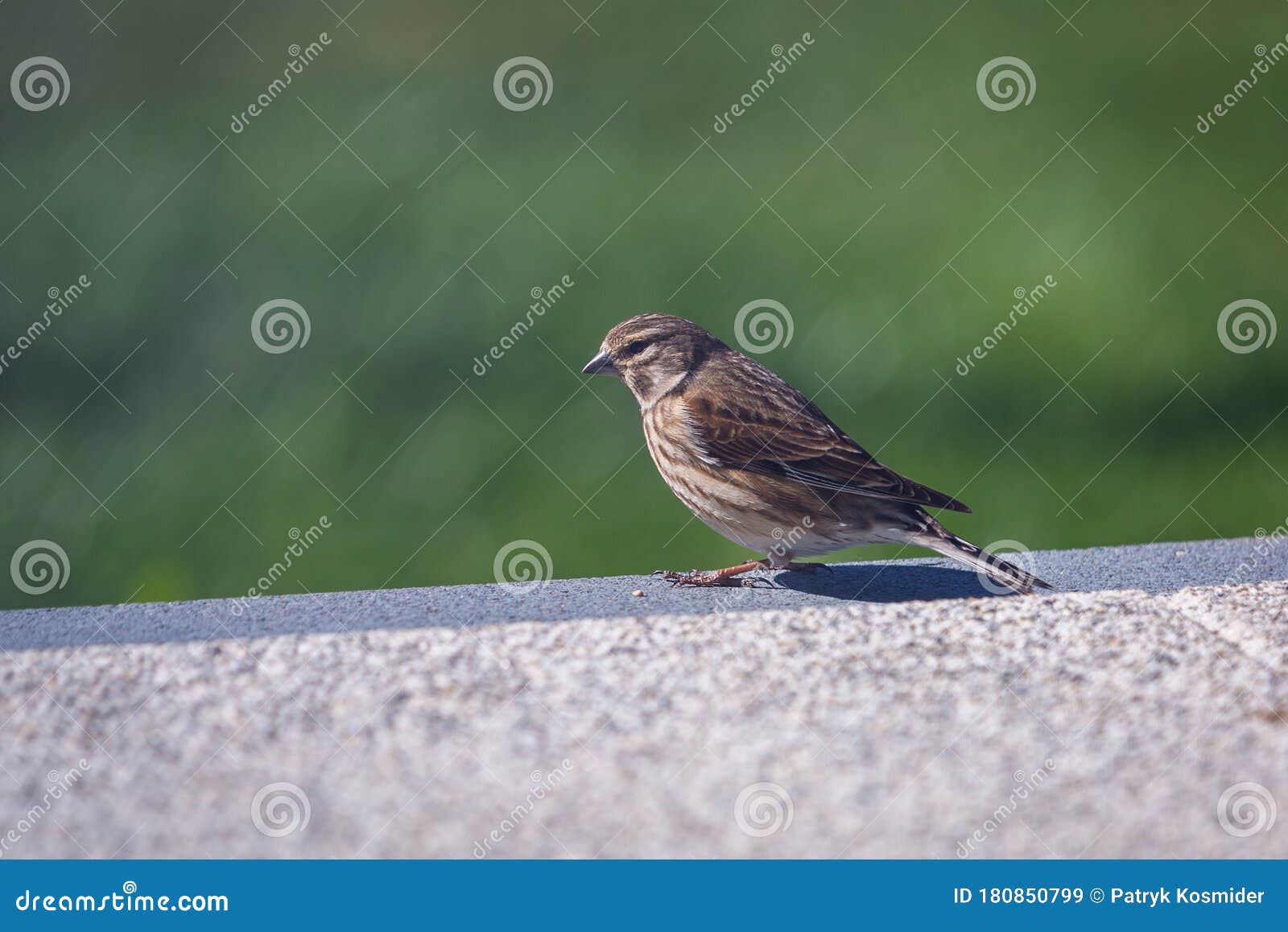 Sparrow Standing on the Terrace by the Garden Stock Image - Image of ...