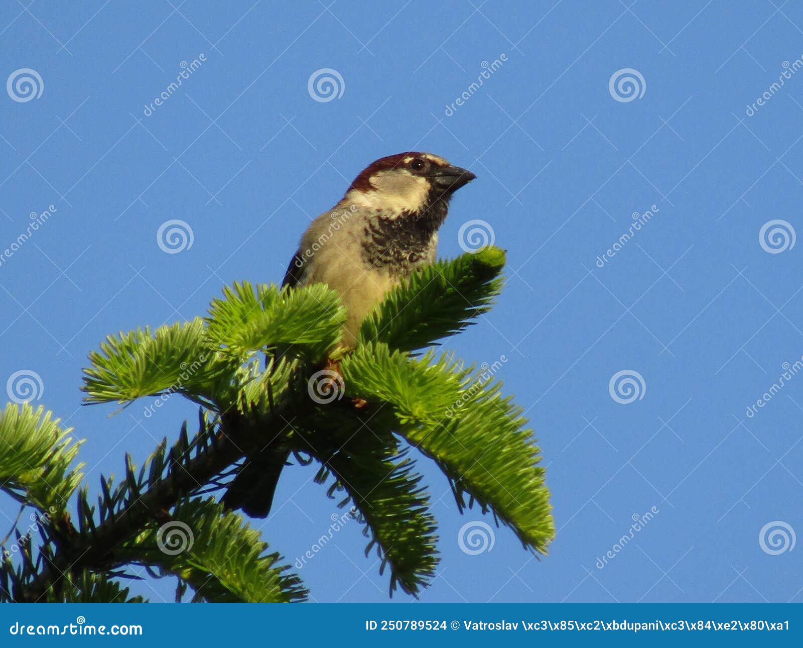 A Sparrow Standing on Top of a Spruce Tree Stock Photo - Image of clear ...
