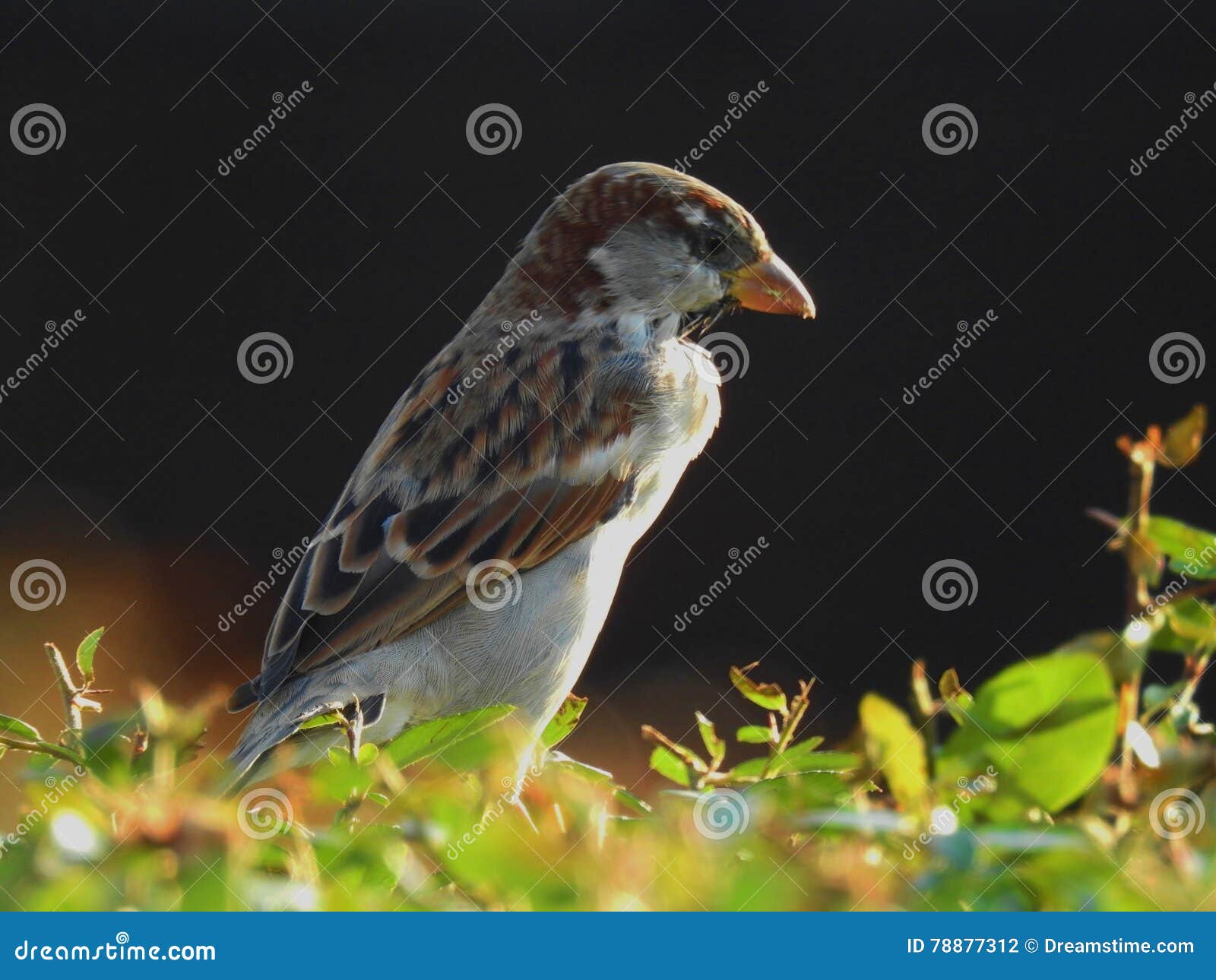 Sparrow stock photo. Image of wildlife, brambling, wing - 78877312